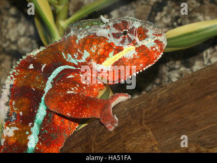 Panther Chameleon claw madagascar Stock Photo - Alamy