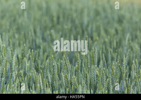 Details of natural field of a green wheatfield Stock Photo - Alamy