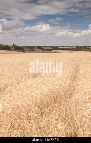 Wheat crop in a field, Loire Valley, France Stock Photo - Alamy
