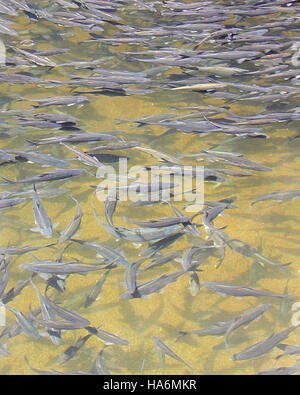 Willow Beach National Fish Hatchery (NFH) in Arizona focuses on the ...