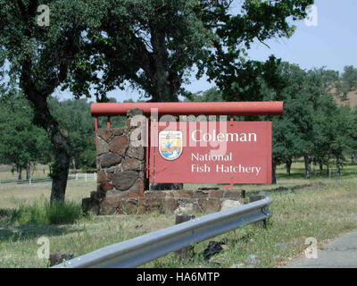 Coleman National Fish Hatchery. Public viewing at Coleman Stock Photo ...