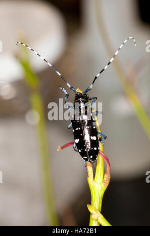 The Asian Longhorned Beetle (ALB) is an invasive species that threatens ...