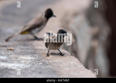 common bulbul (Pycnonotus barbatus) a common bulbul feeding in an ...