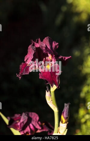 Deep blood red bearded iris also called Ida Red blooms in a botanical ...