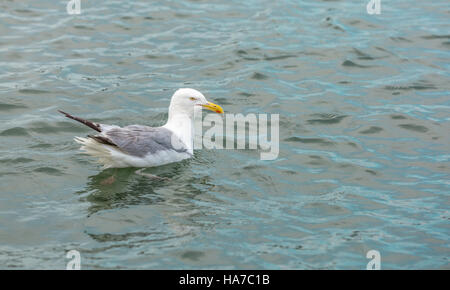 Large white seagull flies in blue sky with clouds, freedom in wild ...