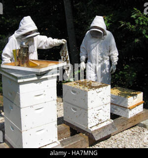 This image highlights the importance of bees in agricultural systems ...