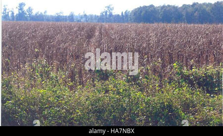 The image depicts damage to cotton crops caused by Hurricane Irene ...