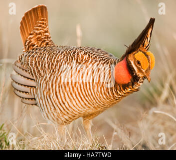 Lesser Prairie Chicken conservation efforts in New Mexico and Oklahoma ...