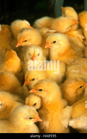 The USDA’s Agricultural Research Service works with the Afghan Ministry ...