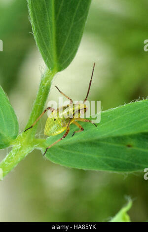 Research on Lygus lineolaris, the tarnished plant bug, conducted by the ...