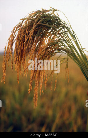 The USDA's Agricultural Research Service (ARS) conducts research on ...