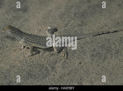 Coachella Valley Fringe-toed Lizard, Uma inornata, in the Sonoran ...