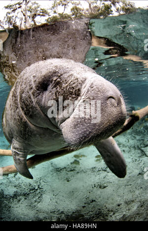 This image features an endangered Florida manatee (*Trichechus manatus ...