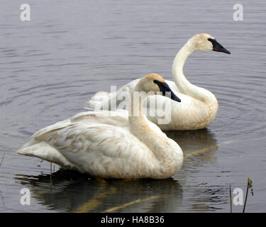 Trumpeter Swans, Seney National Wildlife Refuge, Upper Michigan, USA ...