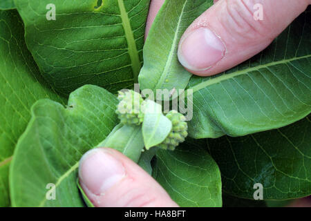 The Monarch Butterfly is an iconic species known for its incredible ...
