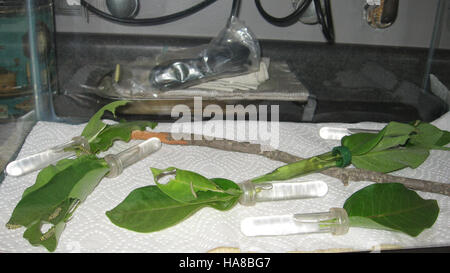 Monarch Caterpillars in Texas Stock Photo - Alamy