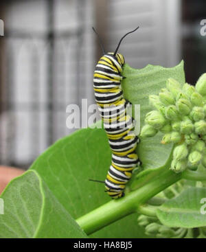A Monarch caterpillar spotted in Ohio’s national park, highlighting the ...