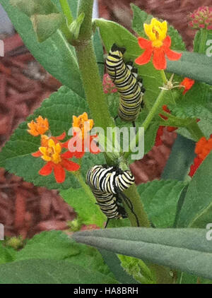 Monarch caterpillars are seen in a Florida National Park, highlighting ...