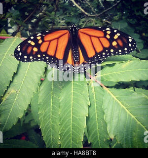 The Monarch Butterfly is observed in Minnesota National Park, an area ...