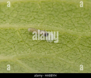 First Instar Monarch Caterpillar Stock Photo - Alamy