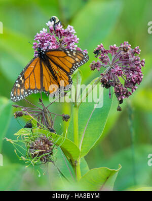 A Monarch butterfly in Virginia’s Banshee Reeks, Loudoun County ...