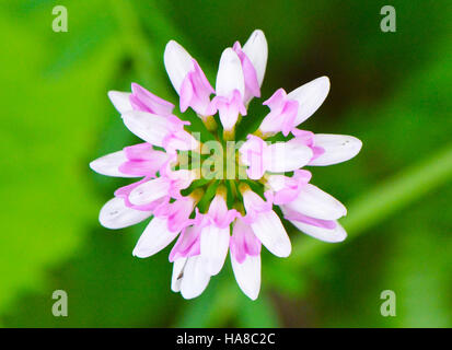 Crown vetch is a beautiful but invasive flower Stock Photo - Alamy