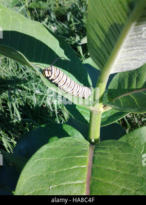A Monarch caterpillar spotted in Ohio’s national park, highlighting the ...