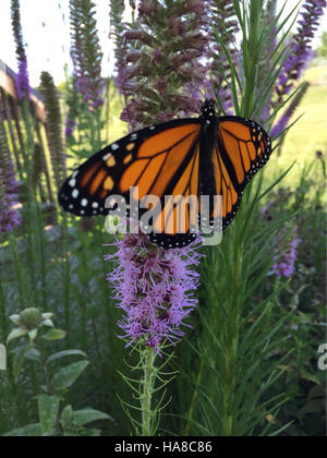 A Monarch Butterfly seen in Iowa, a key migratory species known for its ...