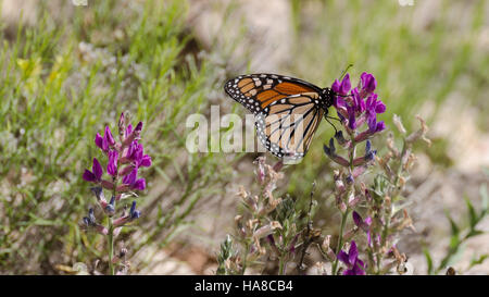 Monarch Butterfly in Arizona Stock Photo - Alamy