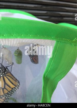 Monarch butterflies and their chrysalises were observed in Iowa as part ...