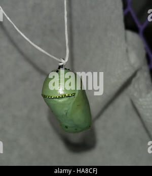 A monarch chrysalis is spotted in a California national park ...