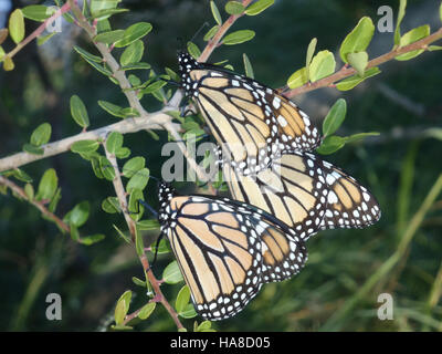 Monarch butterflies are an important species in Washington National ...