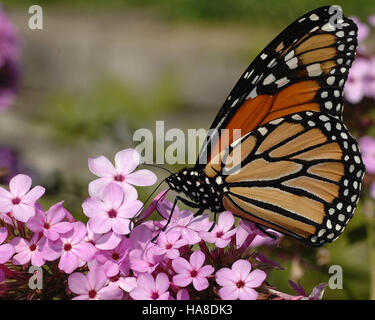 A Monarch butterfly photographed in a Minnesota National Park ...