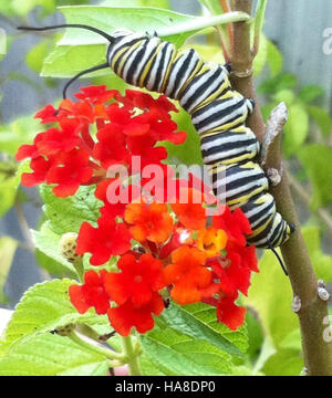 A Monarch caterpillar spotted in Florida National Park, contributing to ...
