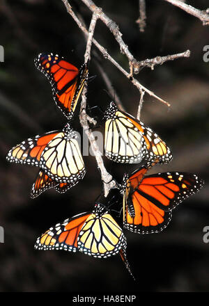 Monarch butterflies are an important species in North American ...