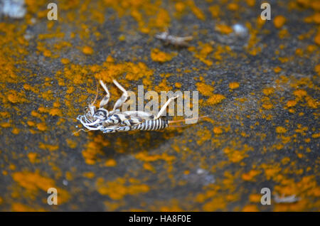 Stonefly nymph case on rock ceiling Stock Photo - Alamy