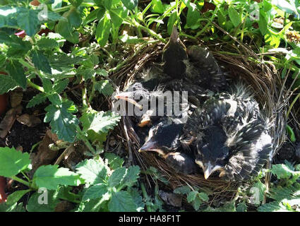 This image captures a nest of baby robins, showcasing the early stages ...