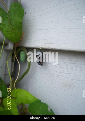 Monarch Chrysalises in Indiana Stock Photo - Alamy