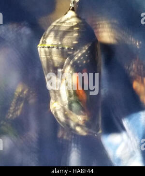 Monarch Butterfly and Chrysalis in California Stock Photo - Alamy