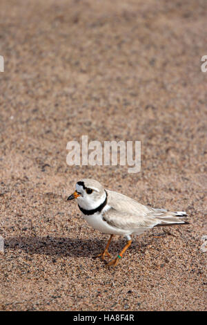Piping Plover Banding on the Apostle Islands Stock Photo - Alamy
