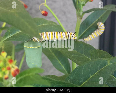 Monarch Caterpillars and Chrysalis in Nevada Stock Photo - Alamy
