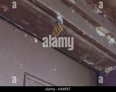 Monarch Butterfly in North Carolina. Monarch Butterfly in North ...