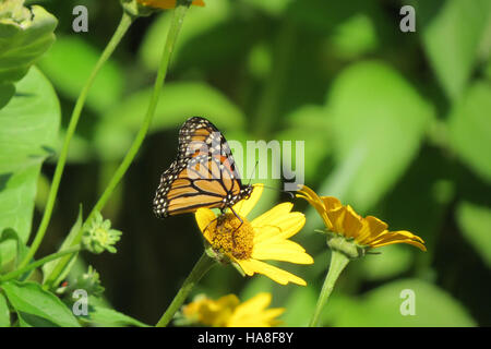 Monarch Butterfly in Minnesota Stock Photo - Alamy