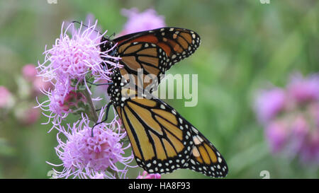 Monarch Butterflies in Minnesota Stock Photo - Alamy