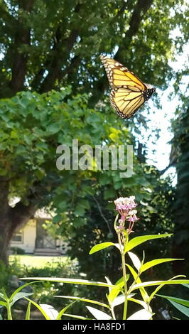 This image captures a Monarch butterfly, known for its distinctive ...