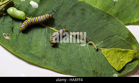 This image illustrates the stages of monarch butterfly development ...