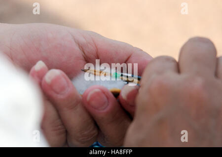 Piping Plover Banding on the Apostle Islands Stock Photo - Alamy