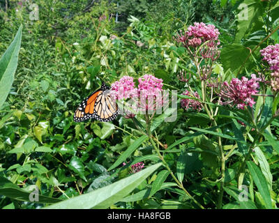 This image captures the Monarch butterfly in Minnesota, a species known ...