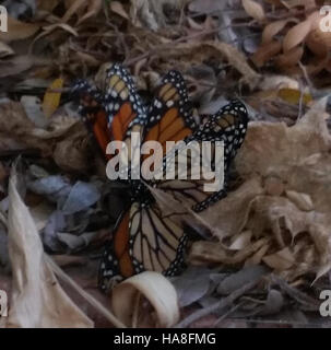 Monarch butterflies are known for their striking orange and black wings ...