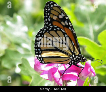 The Monarch butterfly is a key pollinator species, shown here in ...